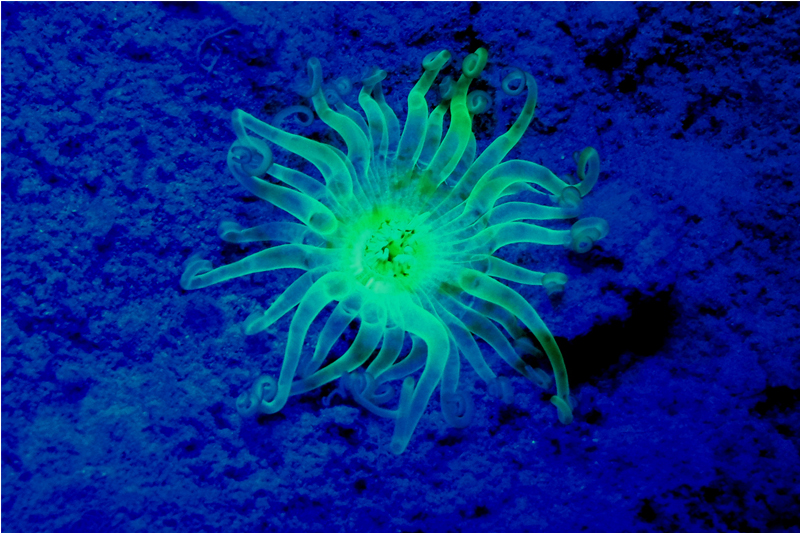 How To Create A Fluoro Effect - ITS